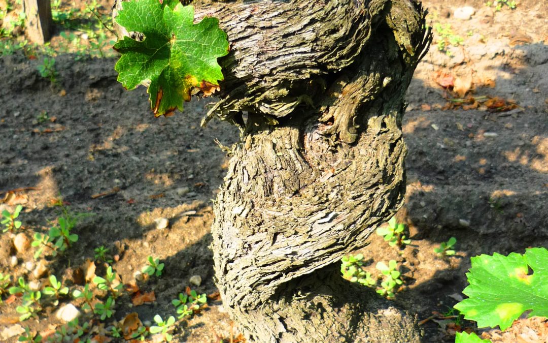 Prix D Un Pied De Vigne